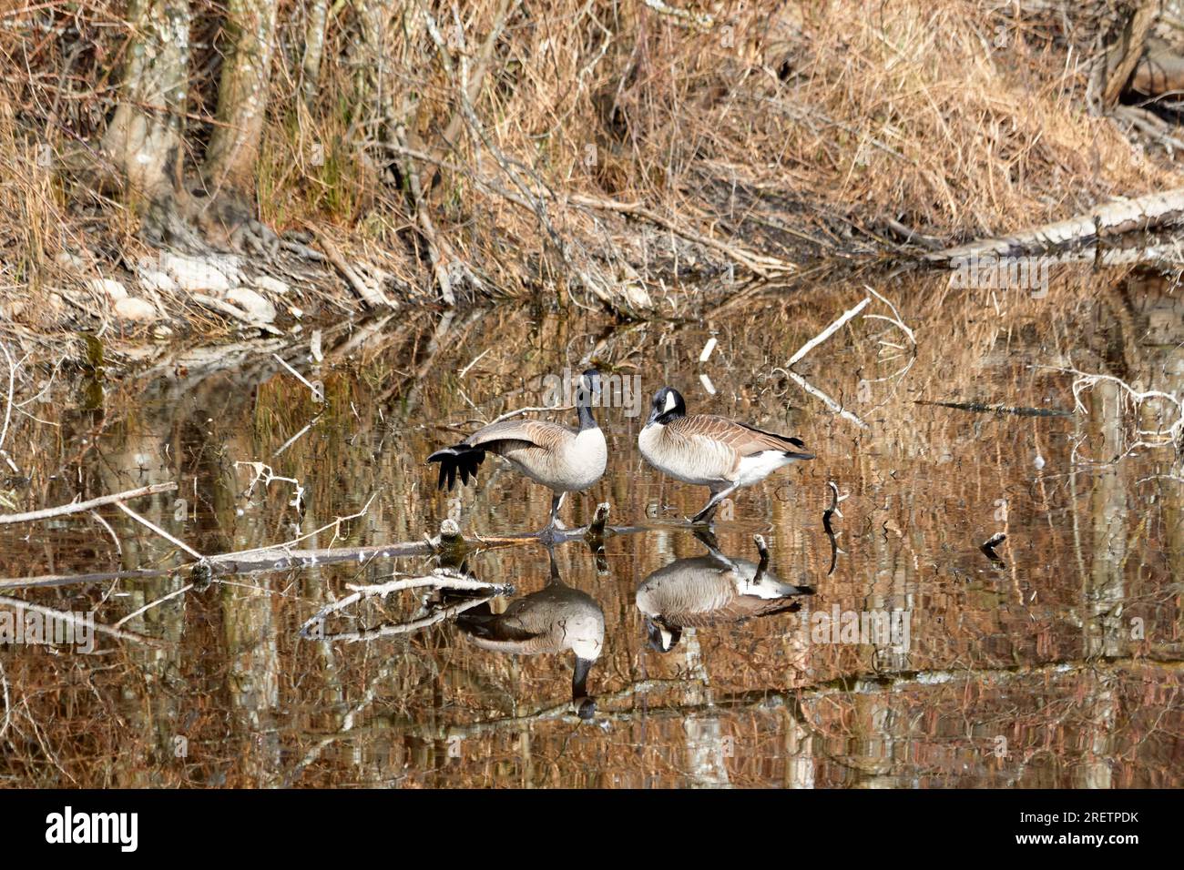 Two Canadian Geese are balancing only using one foot Stock Photo - Alamy