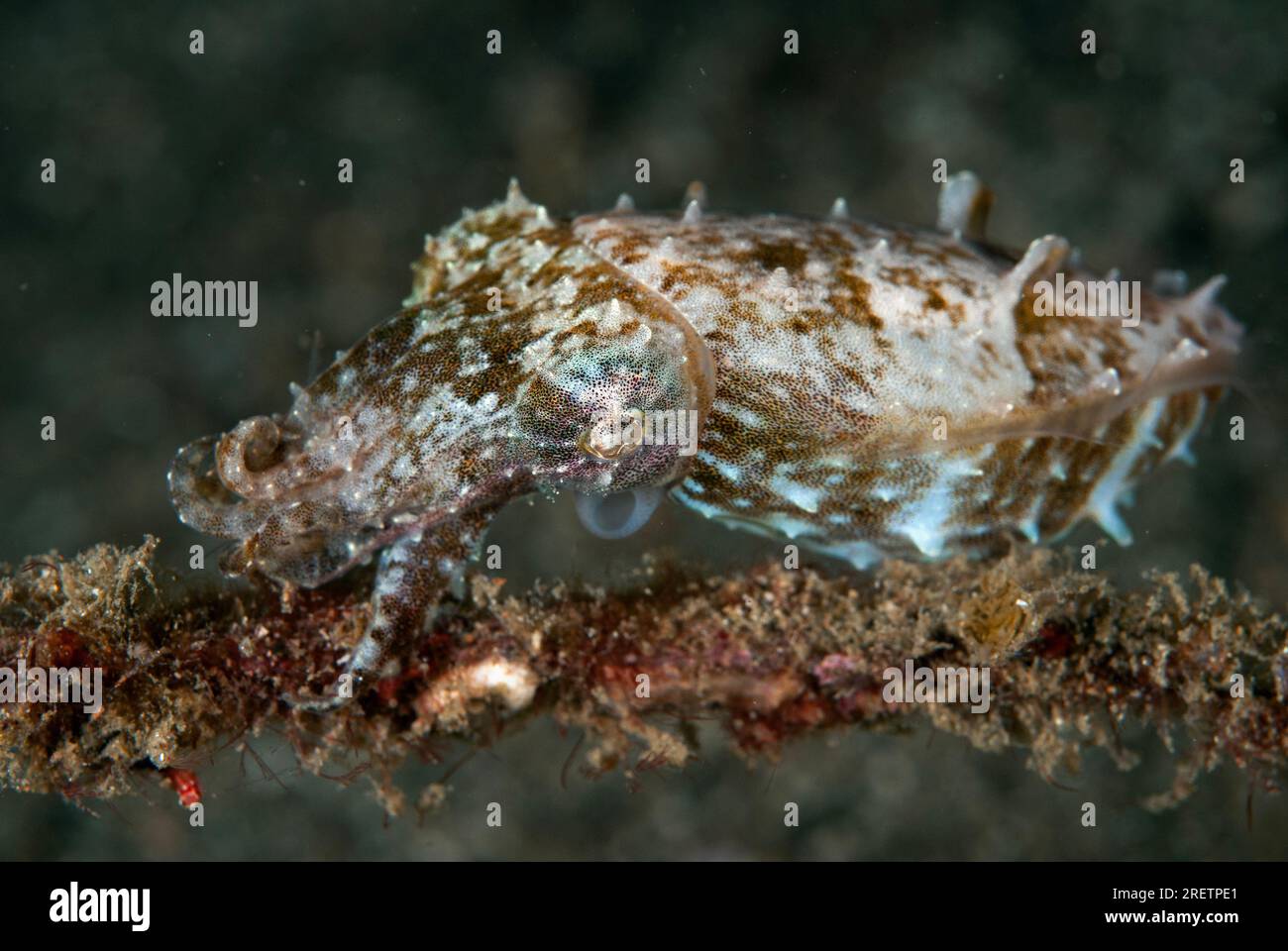 Crinoid Cuttlefish, Sepia sp, Nudi Falls dive site, night dive, Lembeh ...