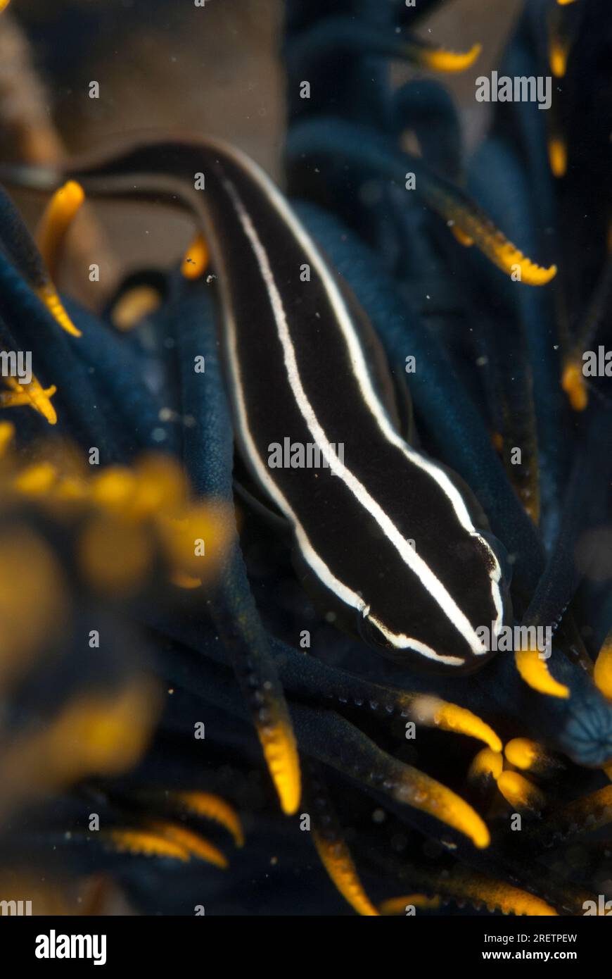 Crinoid Clingfish, Discotrema crinophila, in Crinoid, Comatulida Order ...