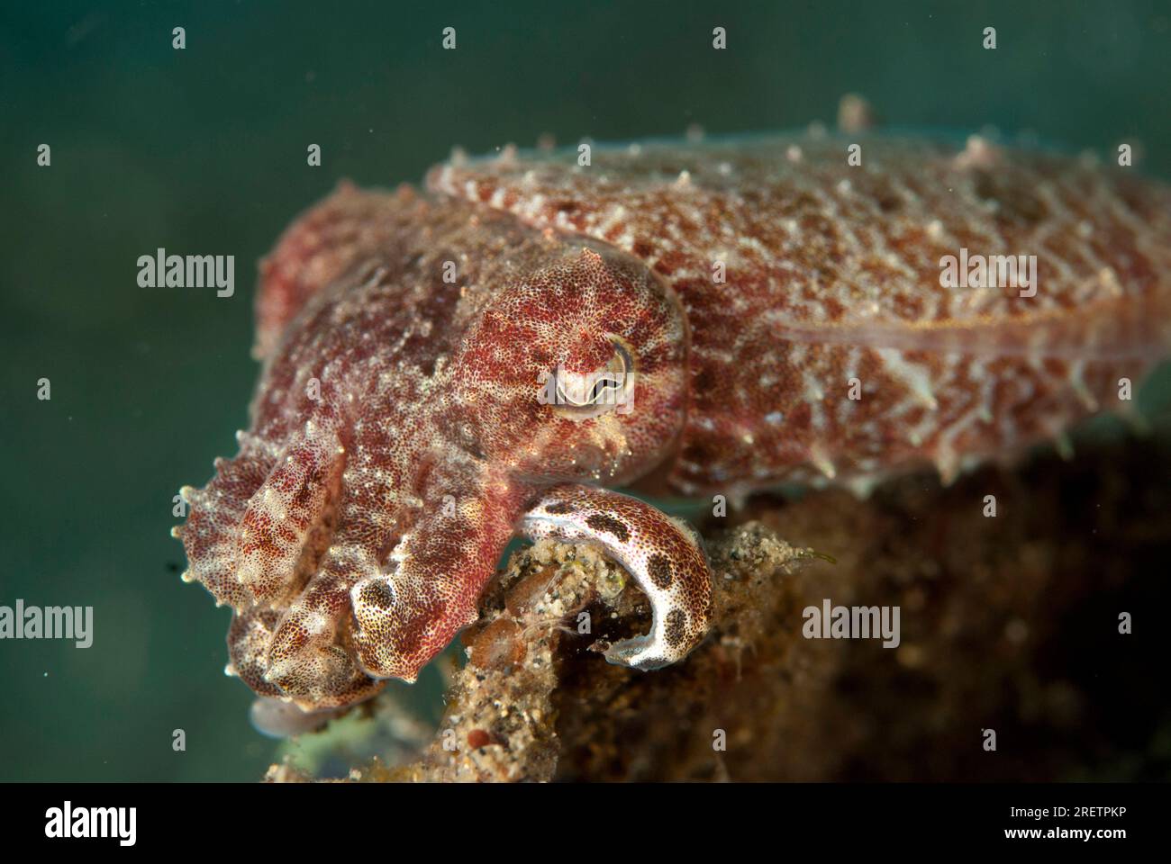 Crinoid Cuttlefish, Sepia sp, Tanjung Slope dive site, Lembeh Straits ...