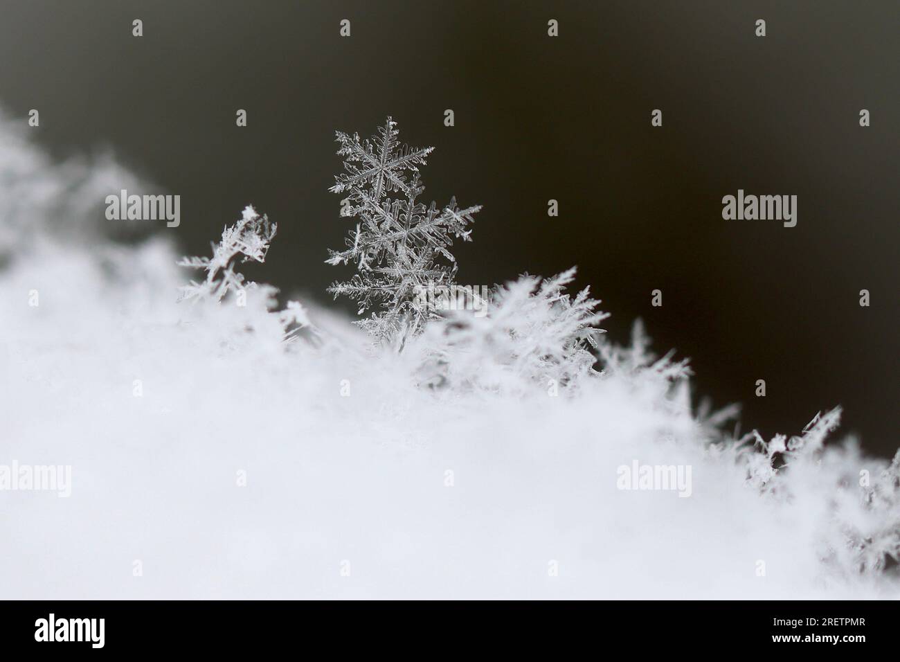 No Two Are Alike Stock Photo - Alamy