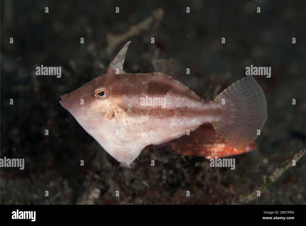 Curtorhynchos hi-res stock photography and images - Alamy