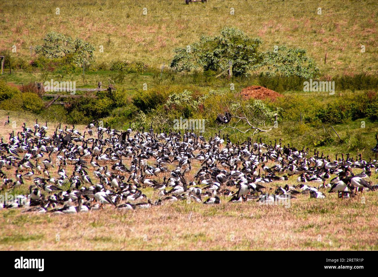 Magpie goose,Anseranas semipalmata,Anseranatidae, congregating in field ...