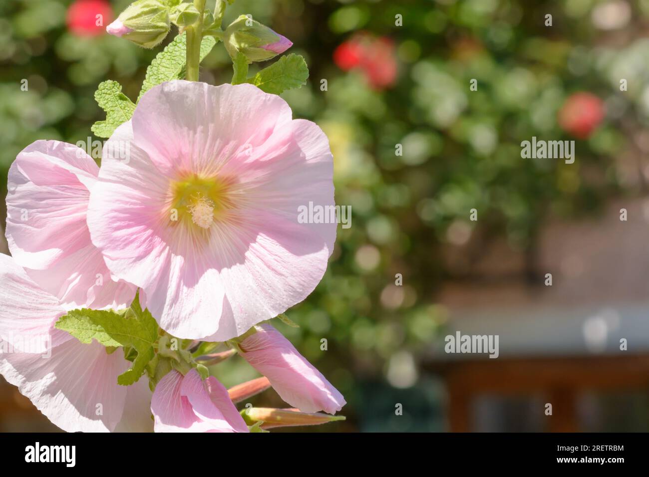Pink mallow flower on blurred background in horizontal format Stock ...