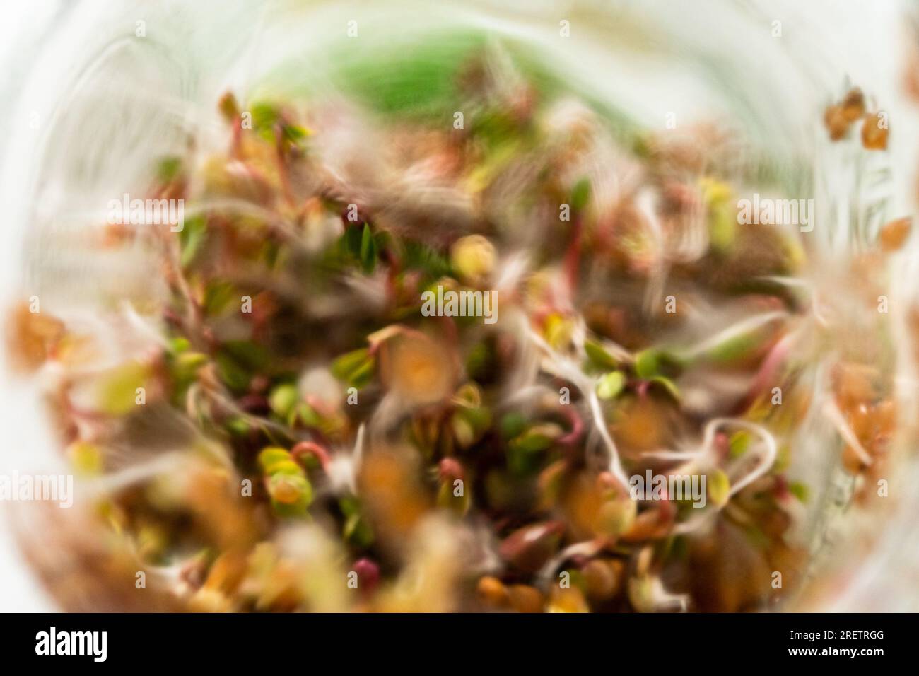 Growing sprouts in a jar Stock Photo - Alamy