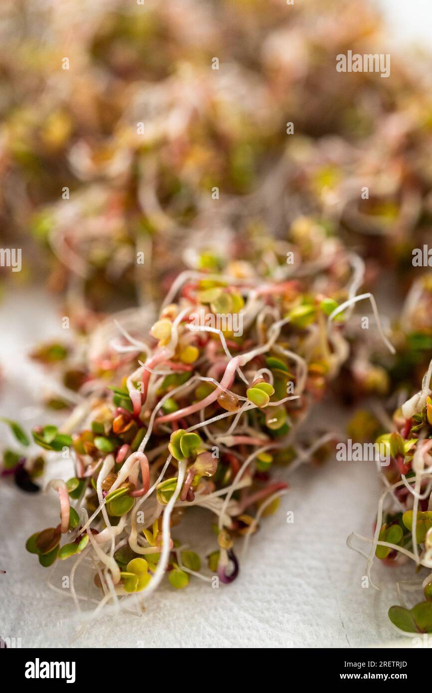 Growing sprouts in a jar Stock Photo - Alamy