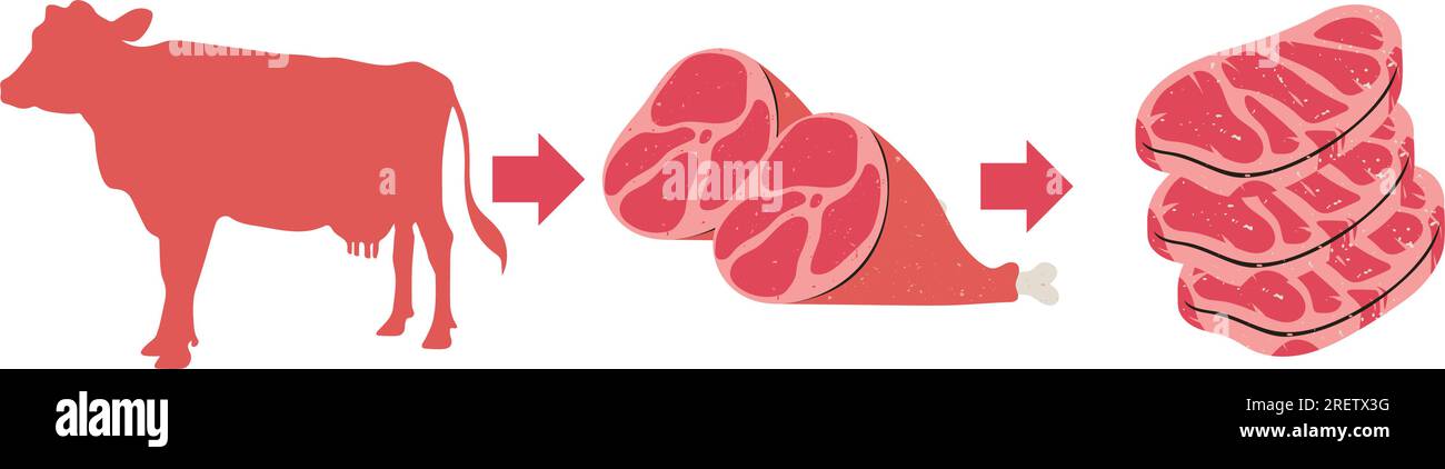 Cow to meat process vector learn beef cuts from live, slaughtered ...