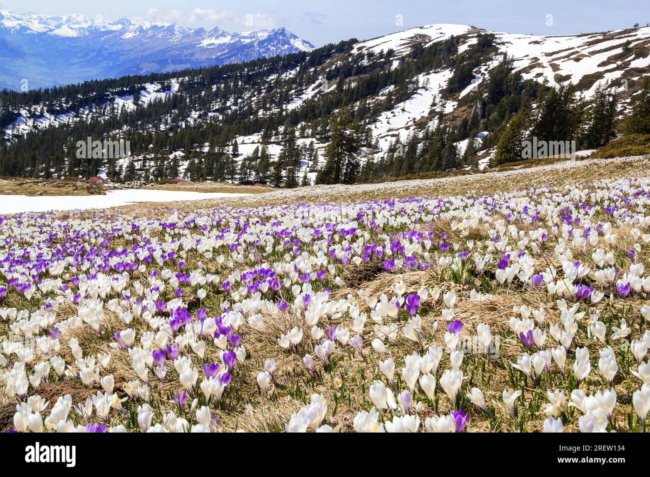 Wild crocus flowers on the alps with snow mountain at the background in ...