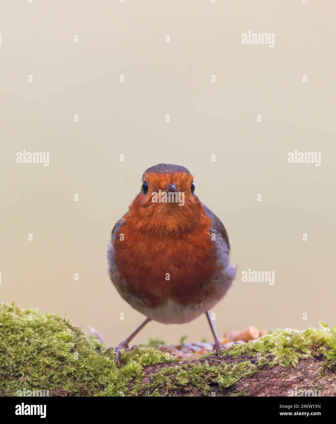 Robin looking directly into camera hi-res stock photography and images ...