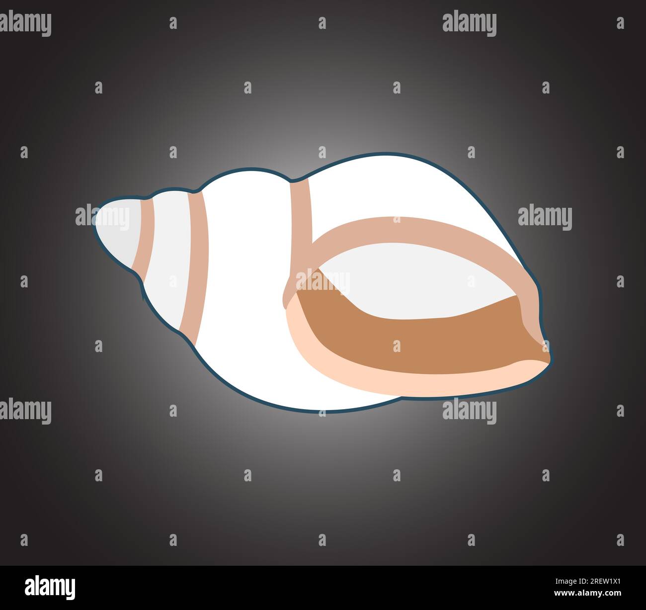Ocean seashell an empty shell of a sea mollusk vector Illustration on a ...