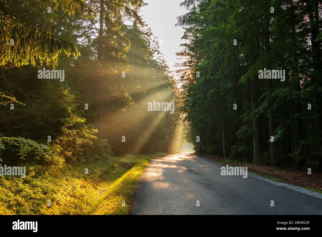 Last rays of sun shining through trees onto a lonely forest road Stock ...