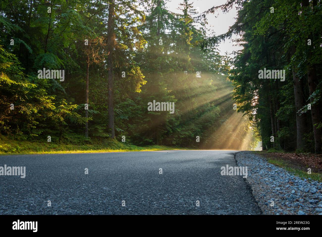 Last rays of sun shining through trees onto a lonely forest road Stock ...