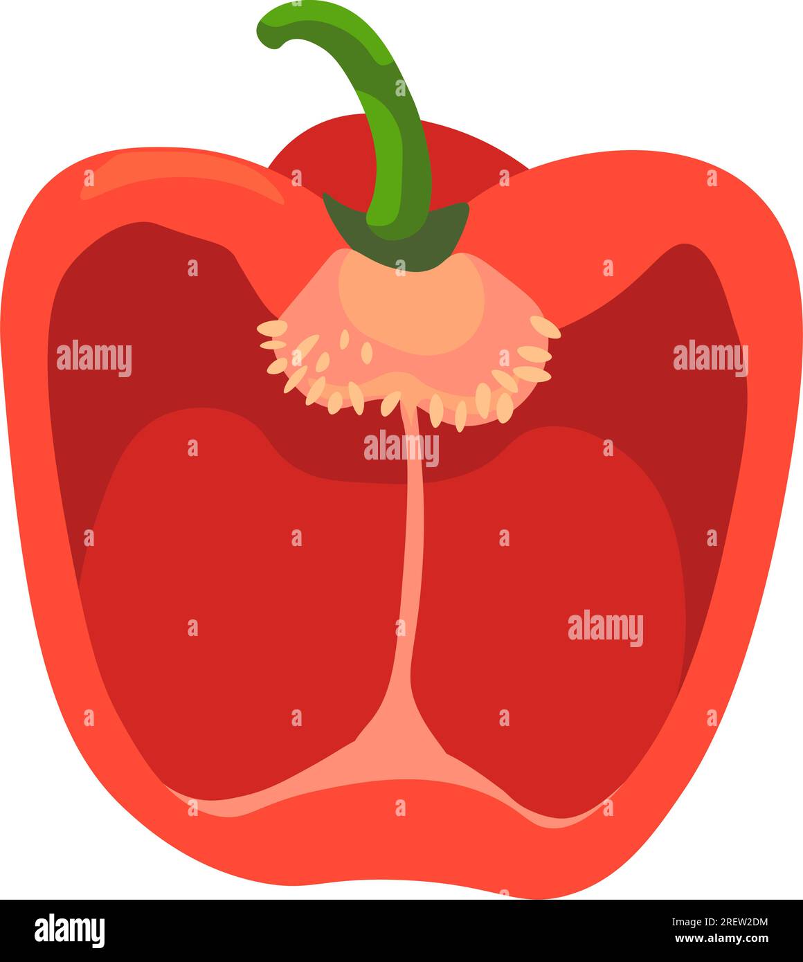 Bell pepper cut in half, vegetable organic meal Stock Vector Image ...