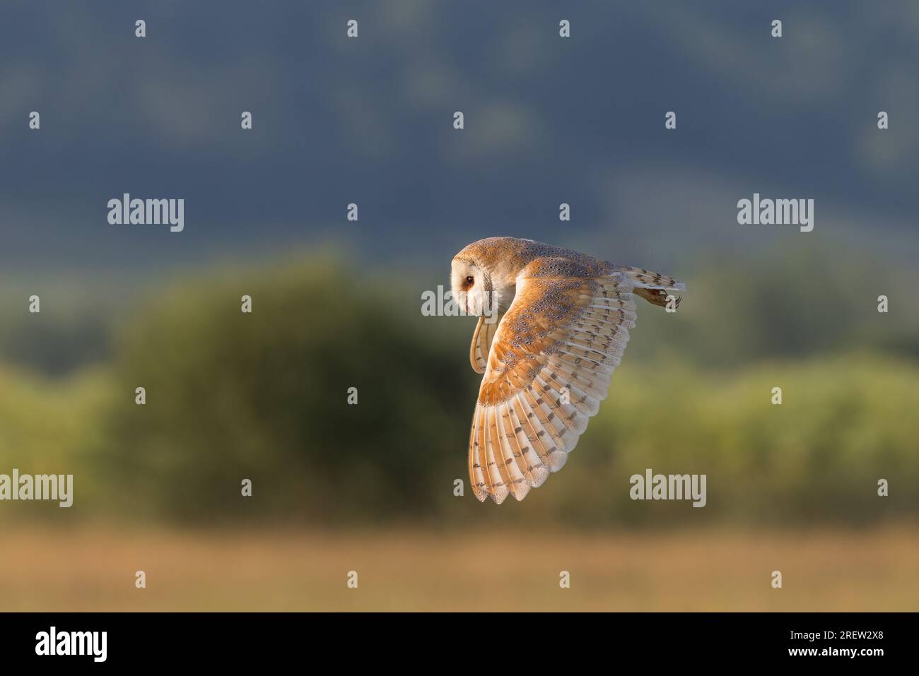 Barn owl quartering a field hi-res stock photography and images - Alamy