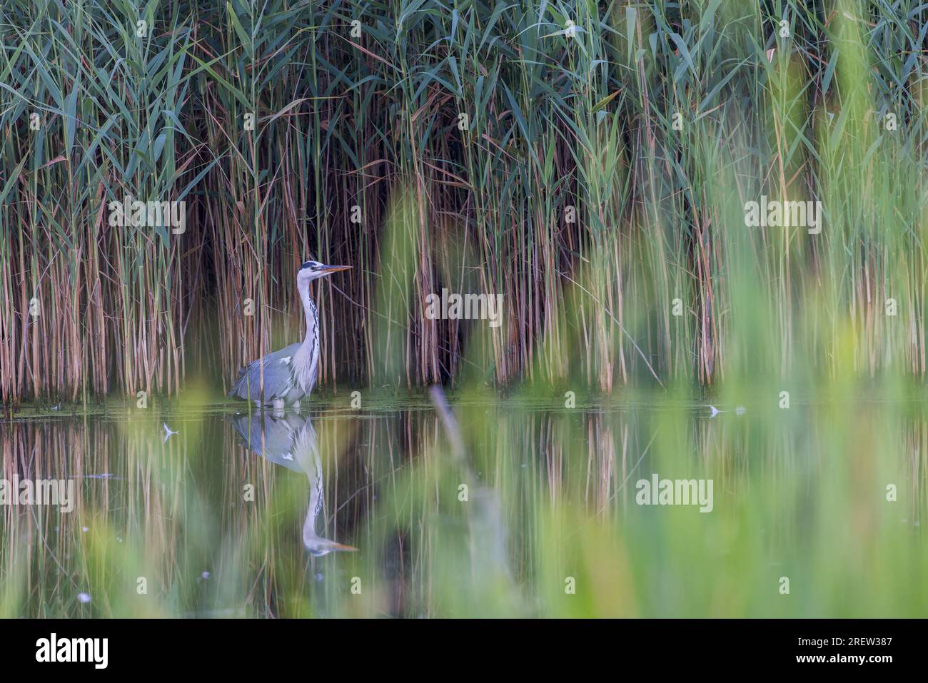 Grey heron [ Ardea cinerea ] in pond in front of reed bed with ...