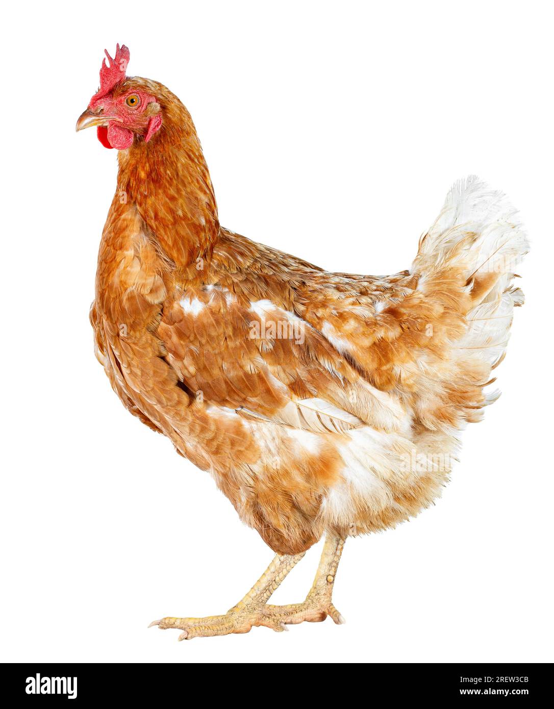 side view of one red hen isolated on white background Stock Photo - Alamy