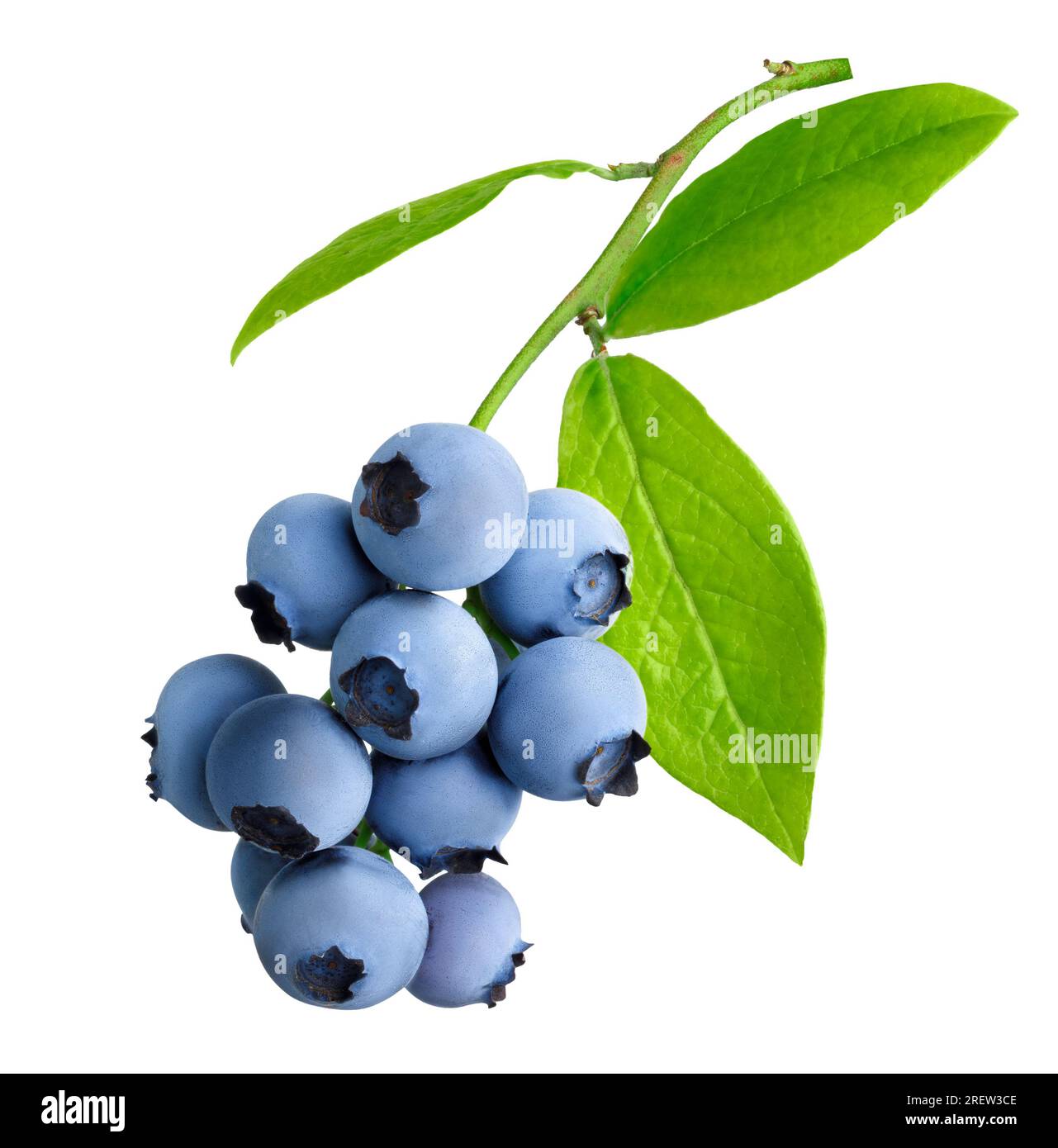bunch of ripe blueberries hanging on a branch isolated on white Stock ...