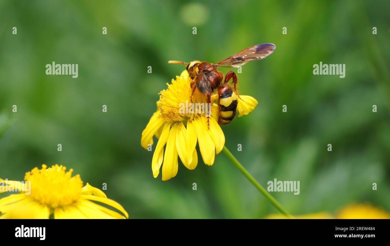 Flower and bee interaction hi-res stock photography and images - Alamy