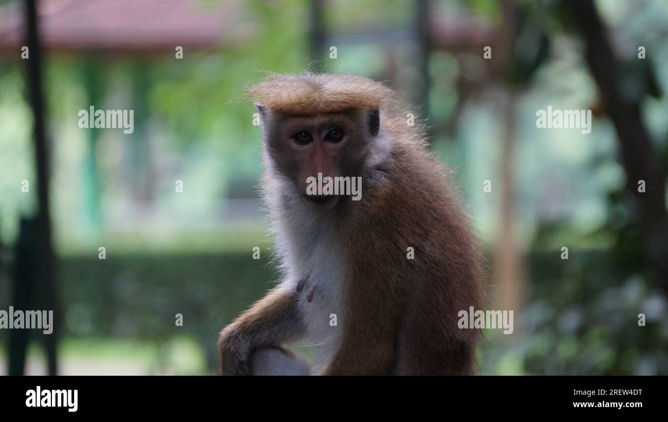 Monkeyhaircut hi-res stock photography and images - Alamy