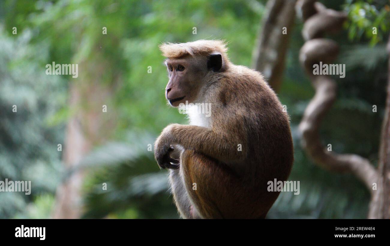 Monkeyingaround hi-res stock photography and images - Alamy