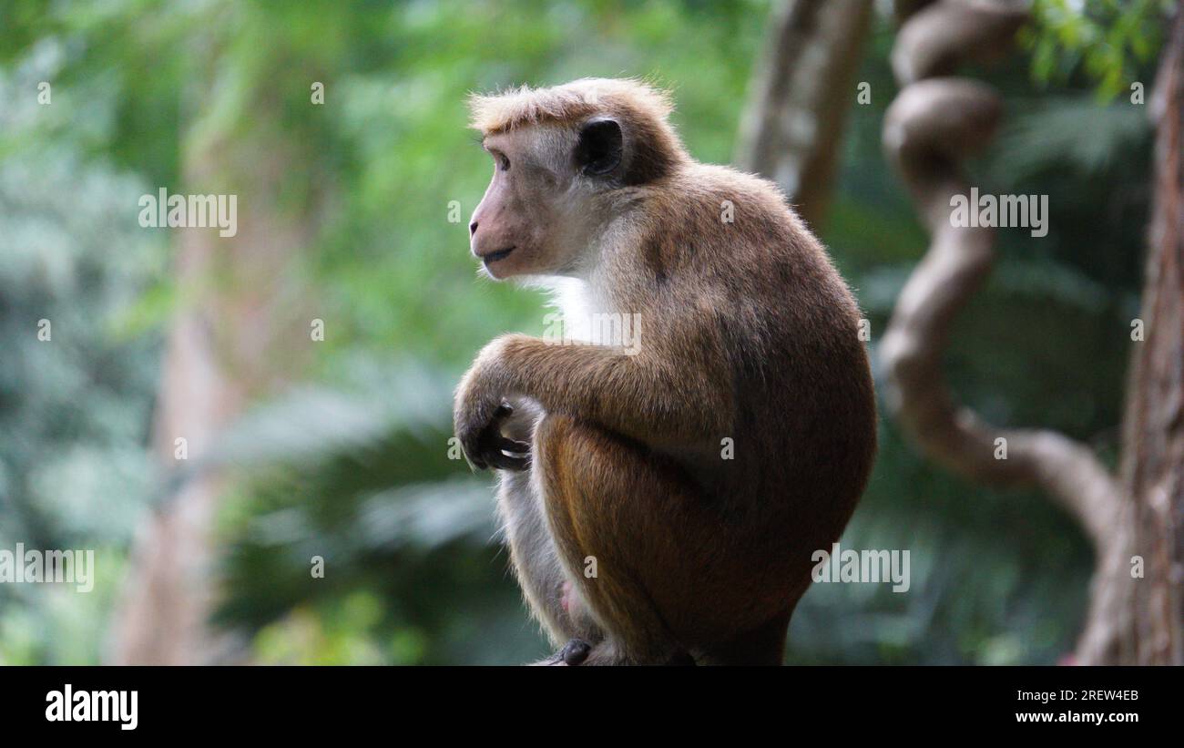 Monkeyhaircut hi-res stock photography and images - Alamy