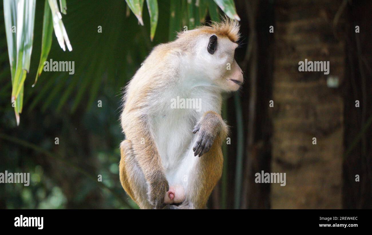 Monkeyshoulder hi-res stock photography and images - Alamy