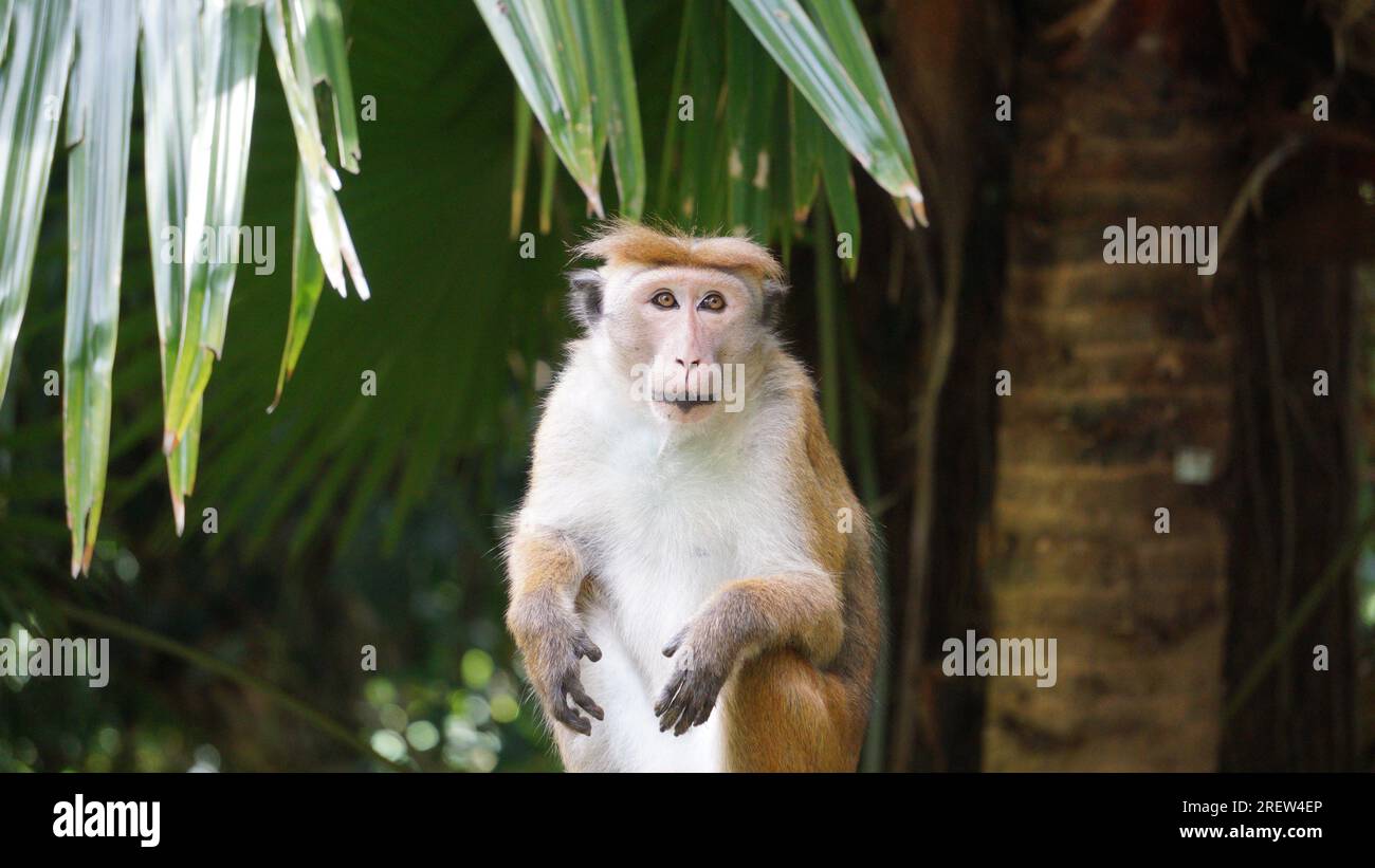 Monkeyingaround hi-res stock photography and images - Alamy