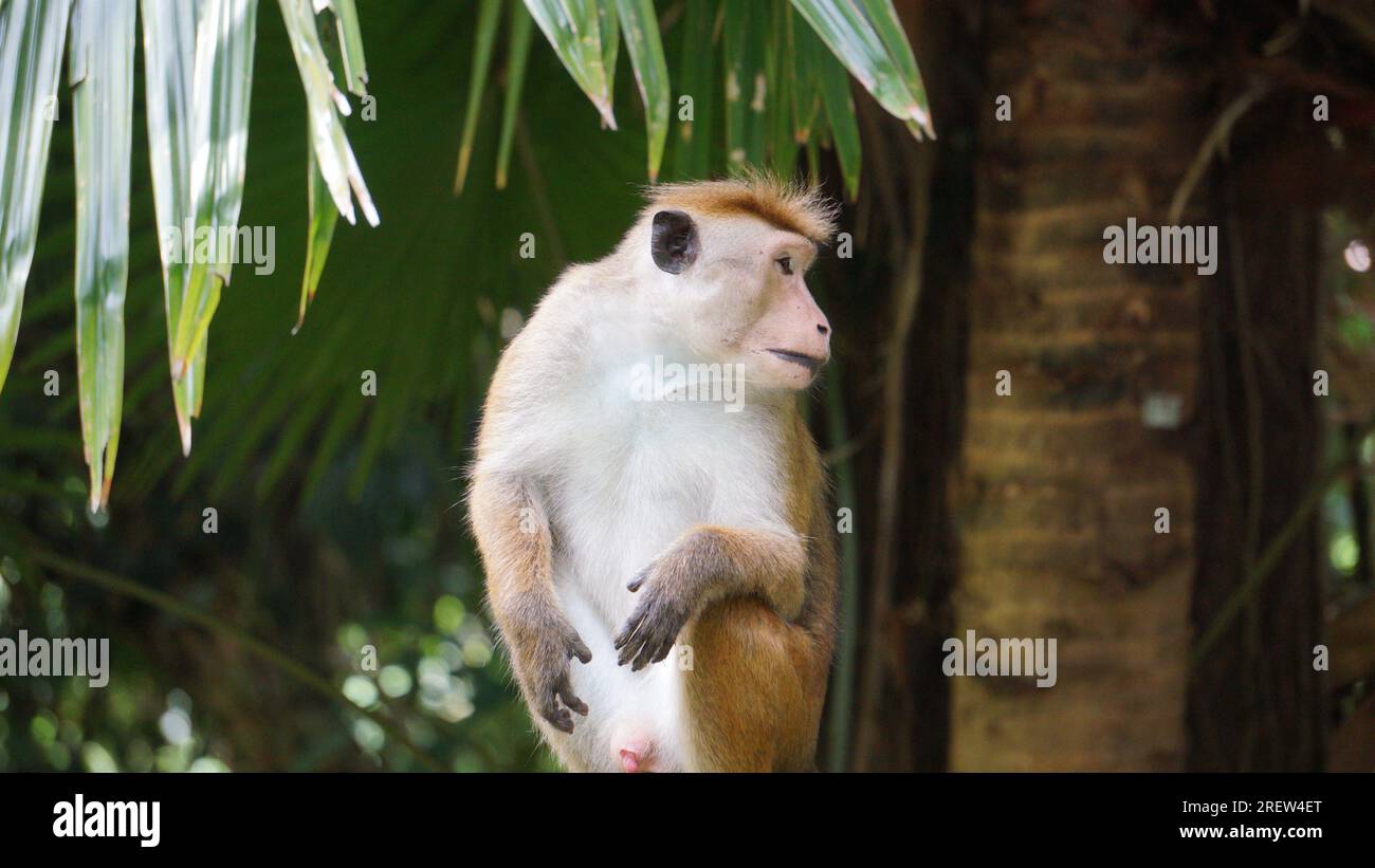 Monkeyhaircut hi-res stock photography and images - Alamy