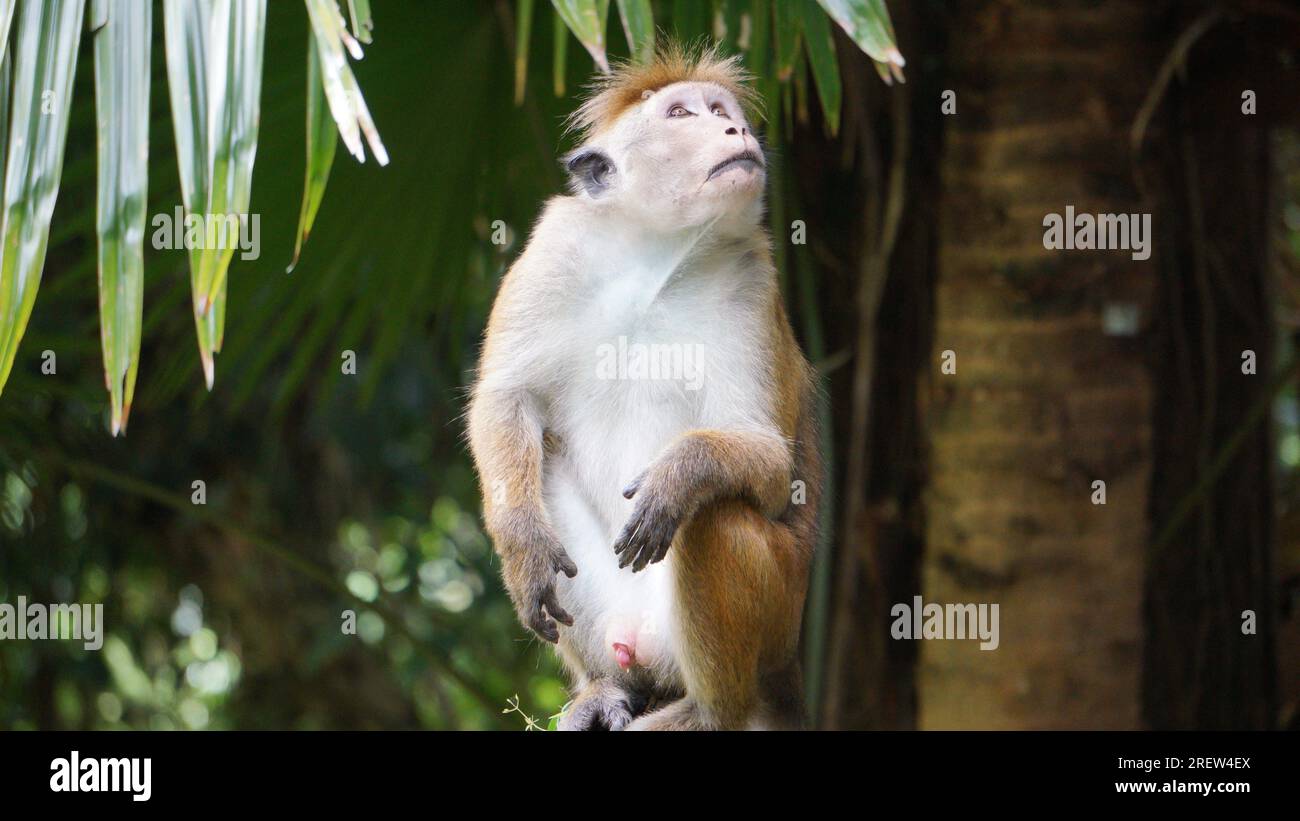 Monkey on a tree Stock Photo - Alamy