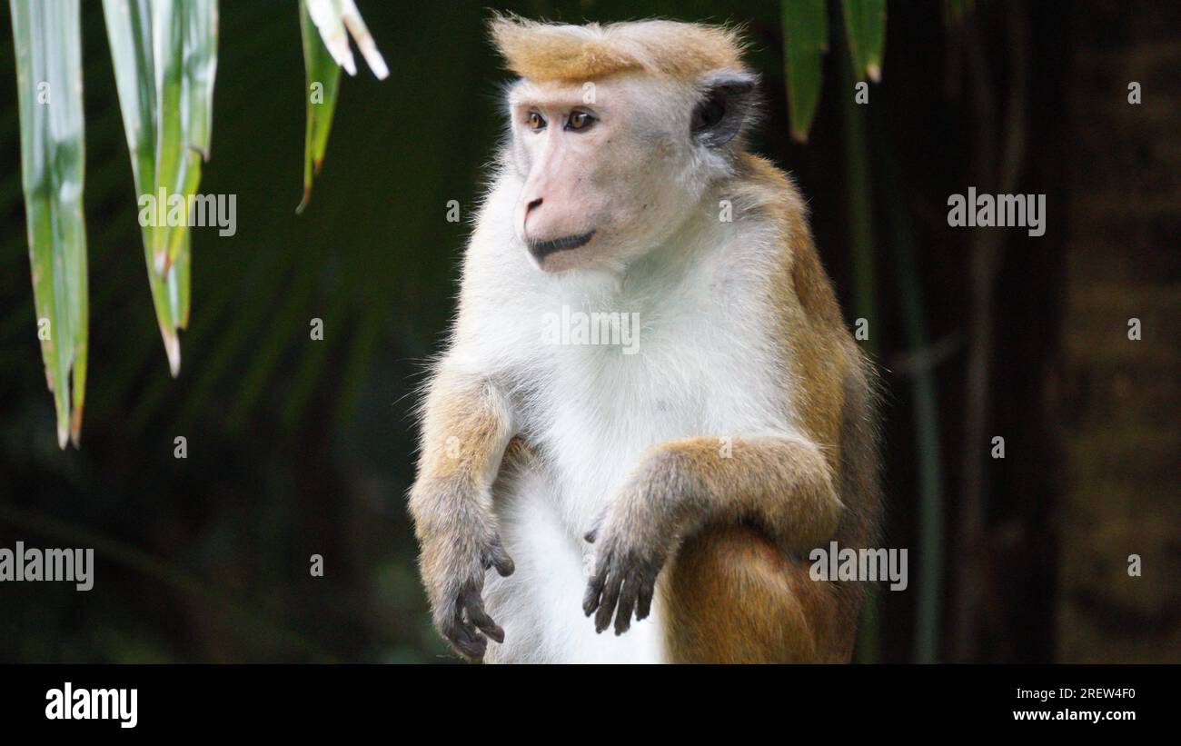 Monkeyhaircut hi-res stock photography and images - Alamy