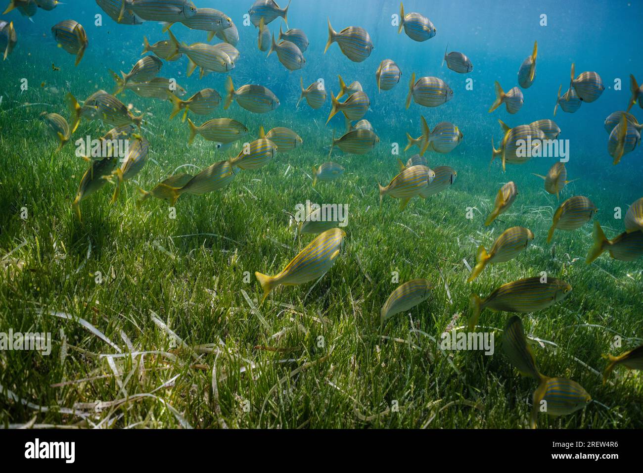 Exotic fish Salema porgy swimming in clean blue sea water near coral ...
