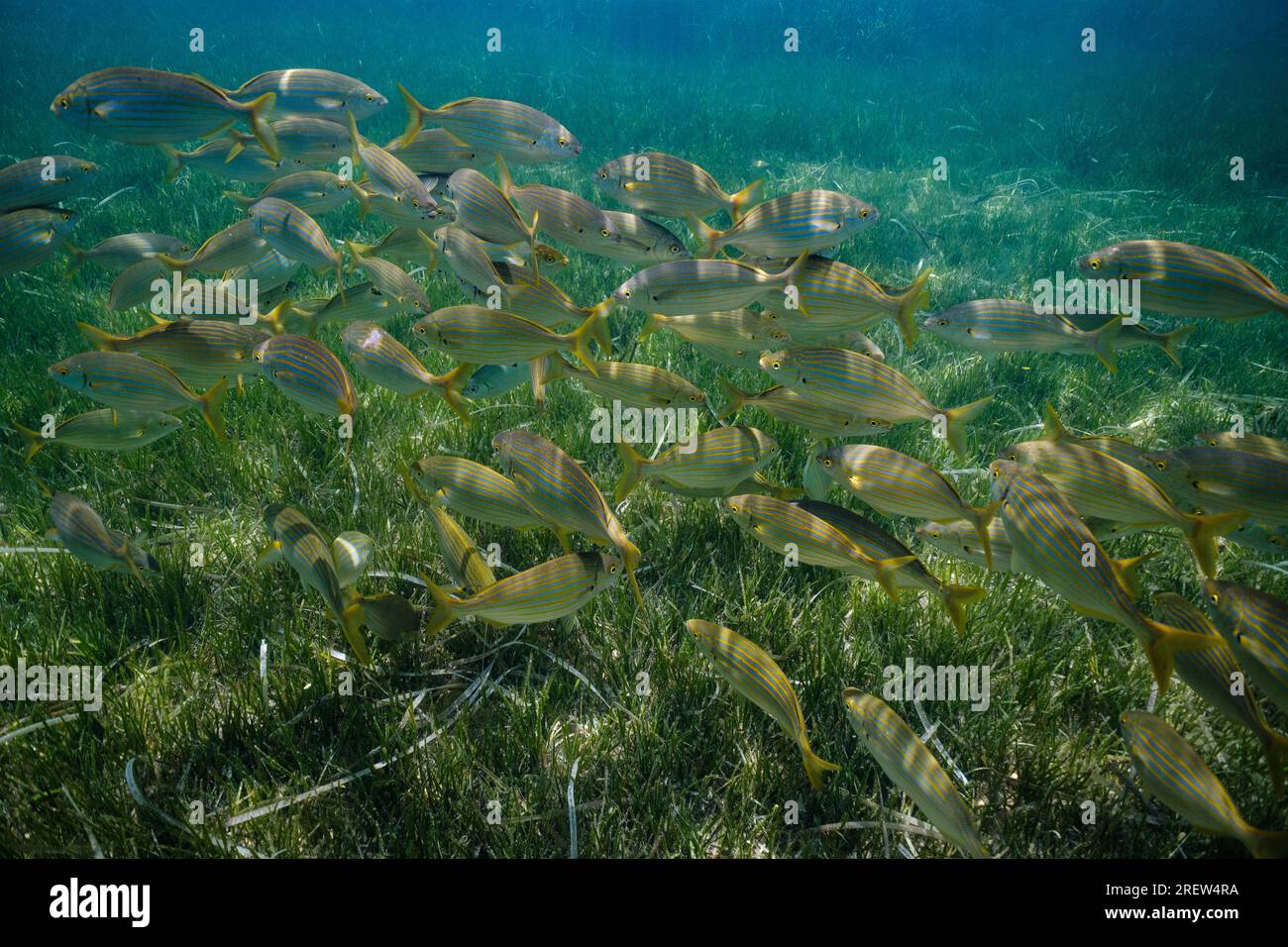 Exotic fishes Sarpa salpa swimming underwater in deep blue sea with ...