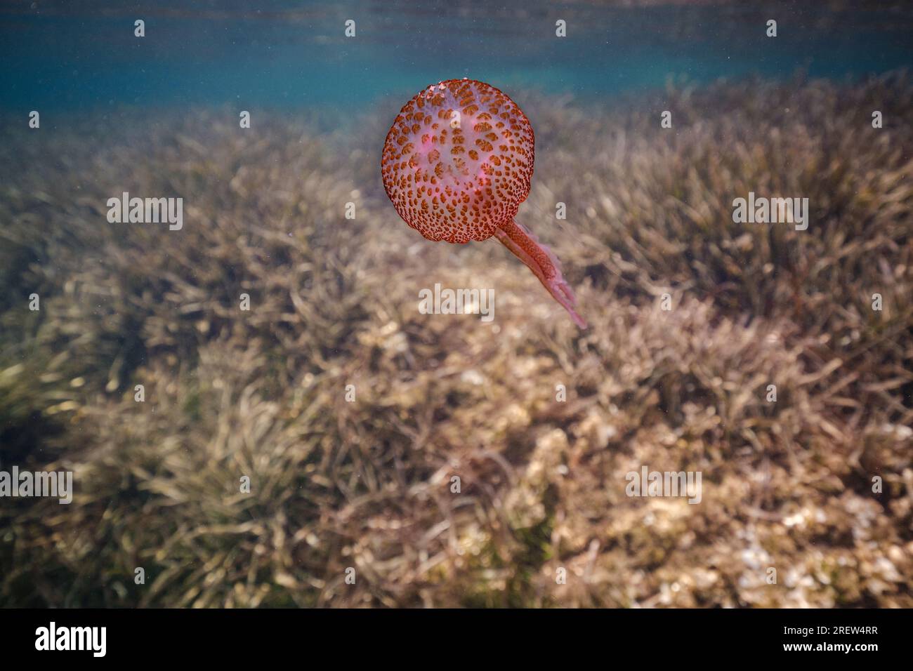 View amazing coral reefs picturesque hi-res stock photography and ...