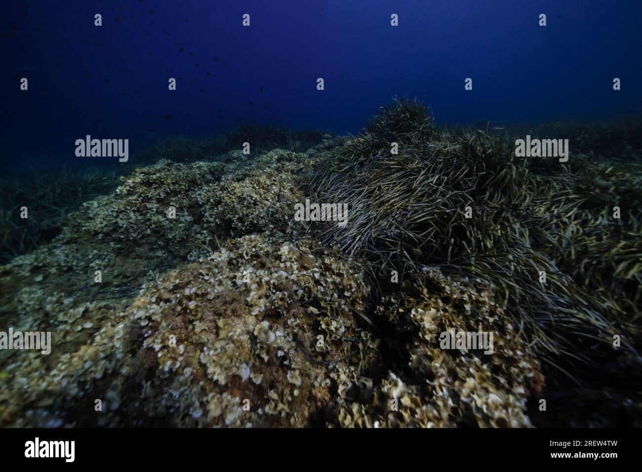 Massive coral reef with rough surface and seaweed under blue water of ...
