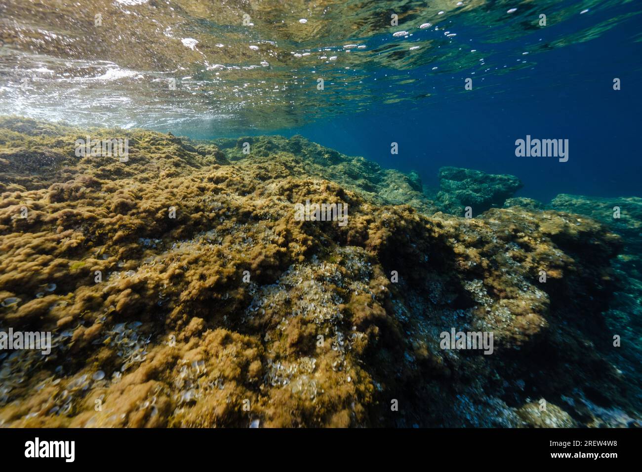 Rough massive coral reefs under transparent blue water of deep ocean in ...