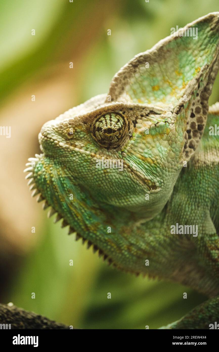 Side view closeup of green lizard sitting on blurred background of ...