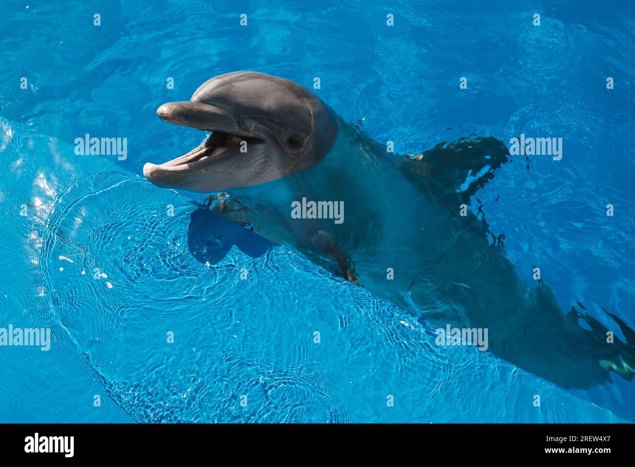 From above of dolphin with head sticking out of water swimming in ...