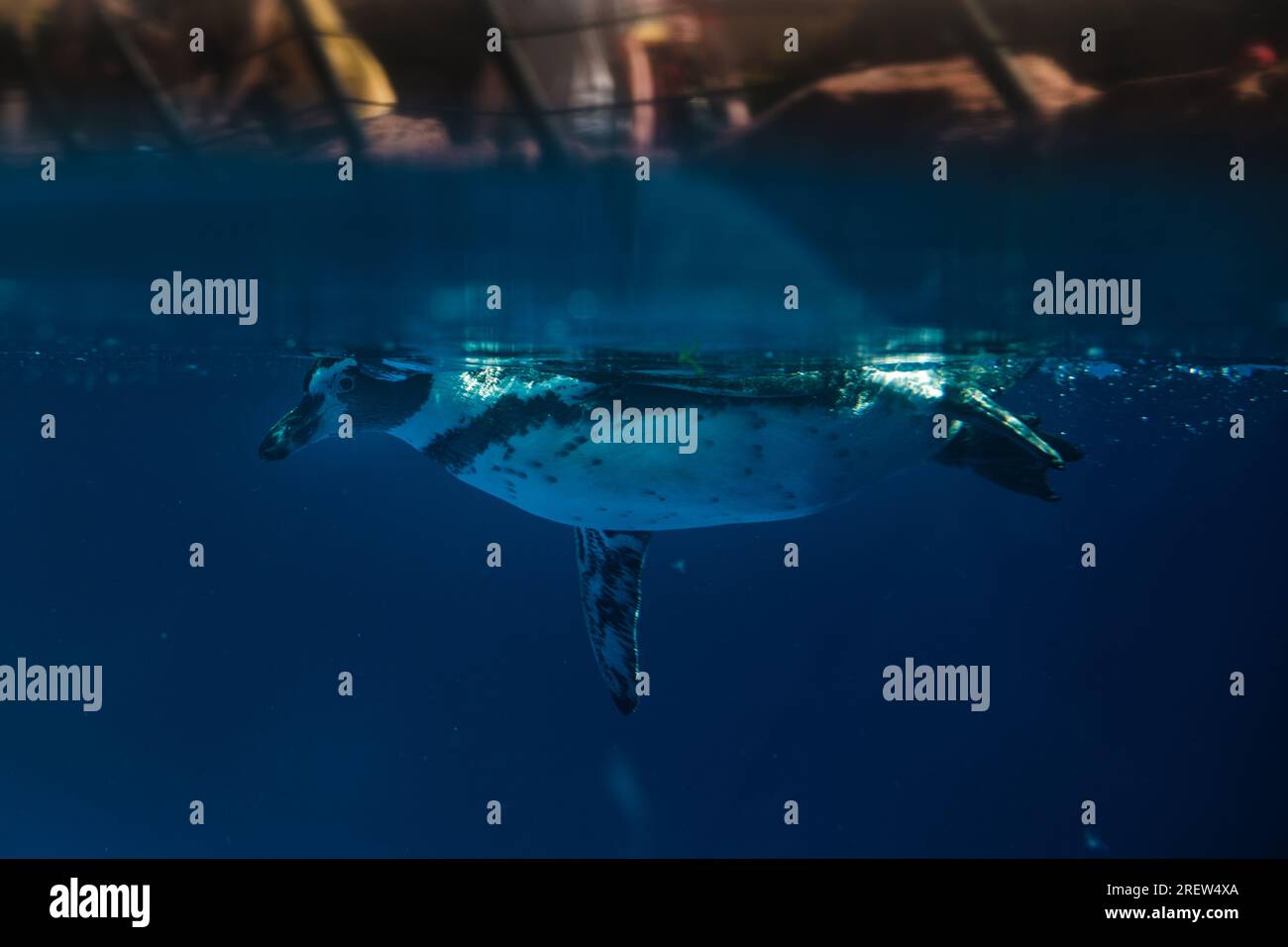 Side view of adorable Humboldt penguin with white abdomen floating ...