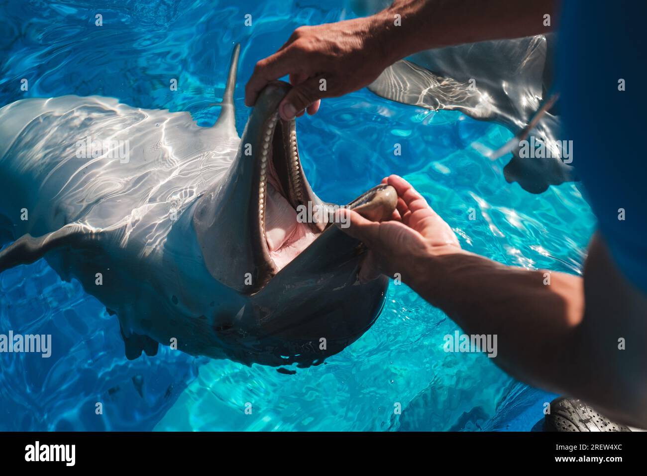 High angle of crop male trainer practicing routine dolphin exams near ...