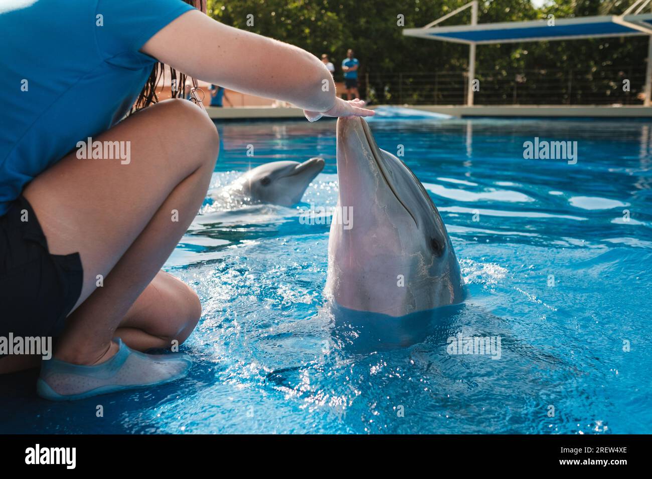 Crop anonymous female with wet hair touching dolphins rostrum swimming in clean pool water Stock ...