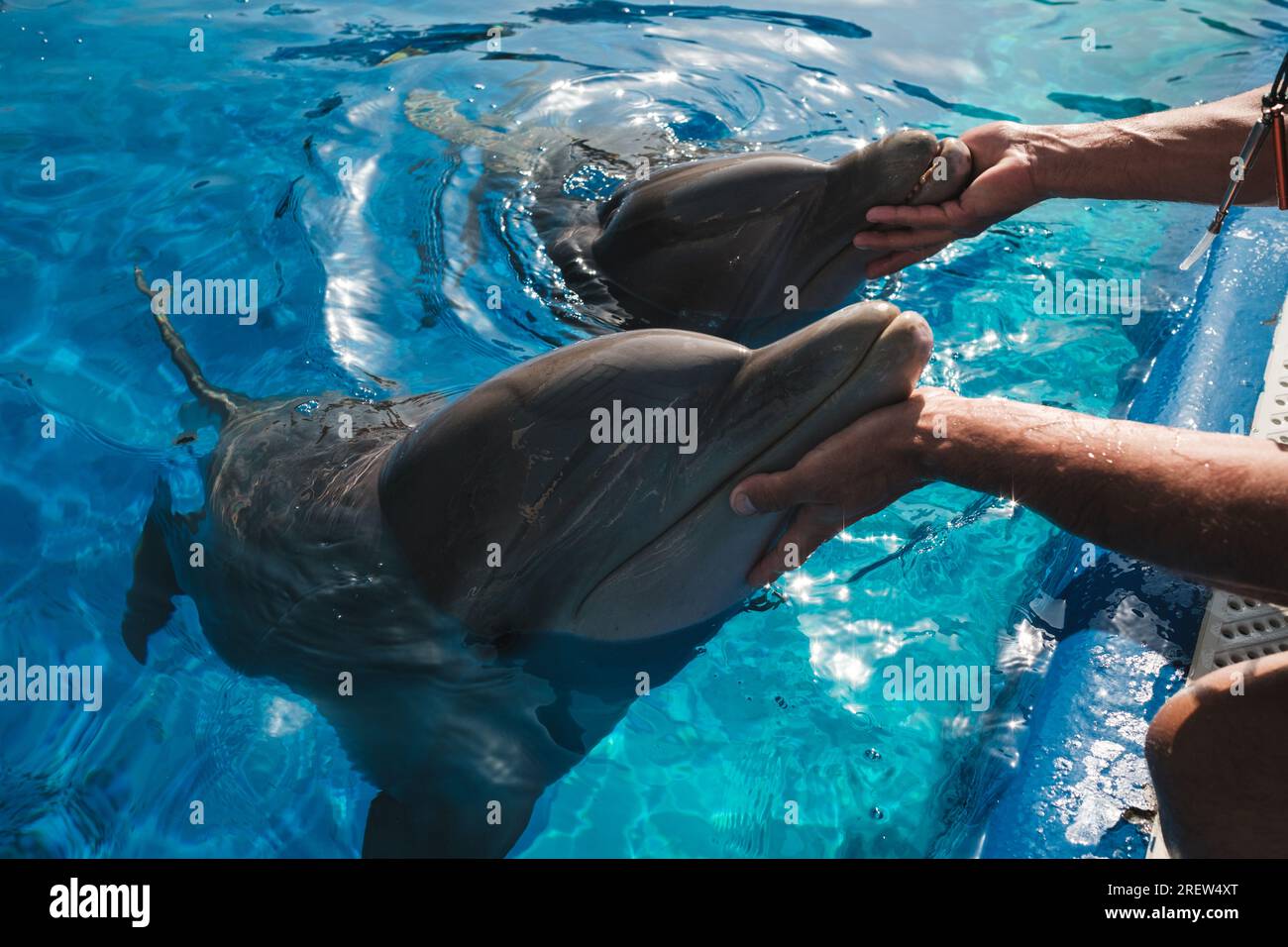 High angle of faceless tan male trainer caressing with hands cute ...