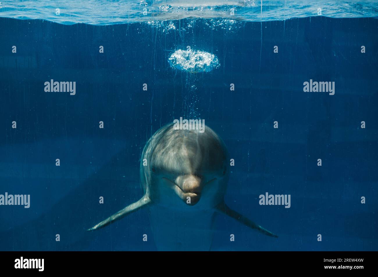 Underwater view of gray dolphin swimming in pool with clear blue water ...