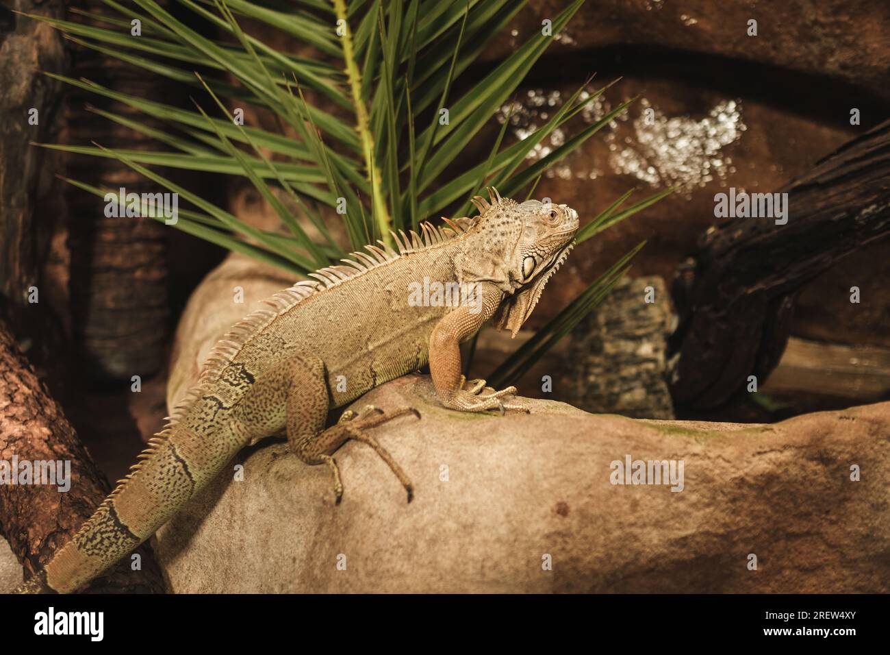 High angle of wild iguana lying on rough stone in natural habitat Stock ...
