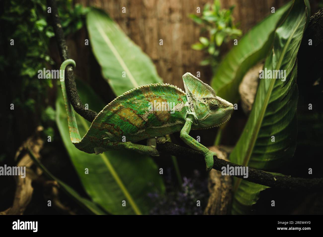 Side view of green exotic chameleon sitting on tree branch in zoo Stock ...