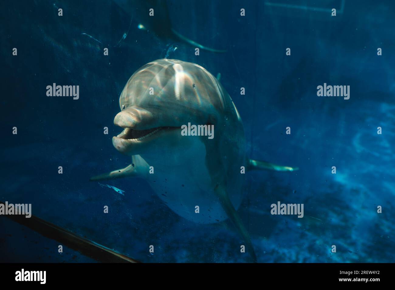 Through glass view of big grey dolphin swimming in transparent blue ...