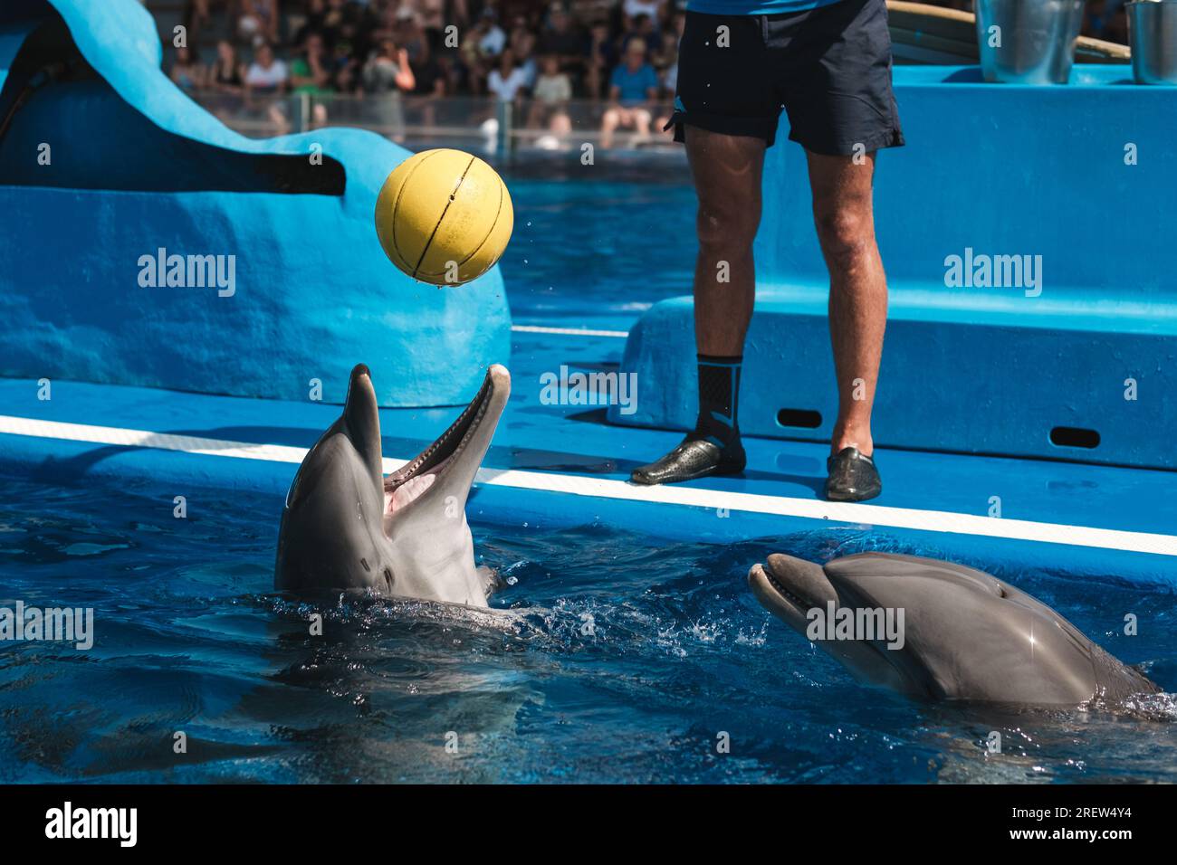 Playful dolphin enjoying time with ball while swimming in transparent water of pool Stock Photo ...