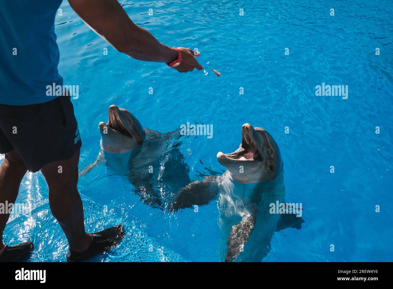High angle of crop anonymous trainer feeding dolphins during training ...