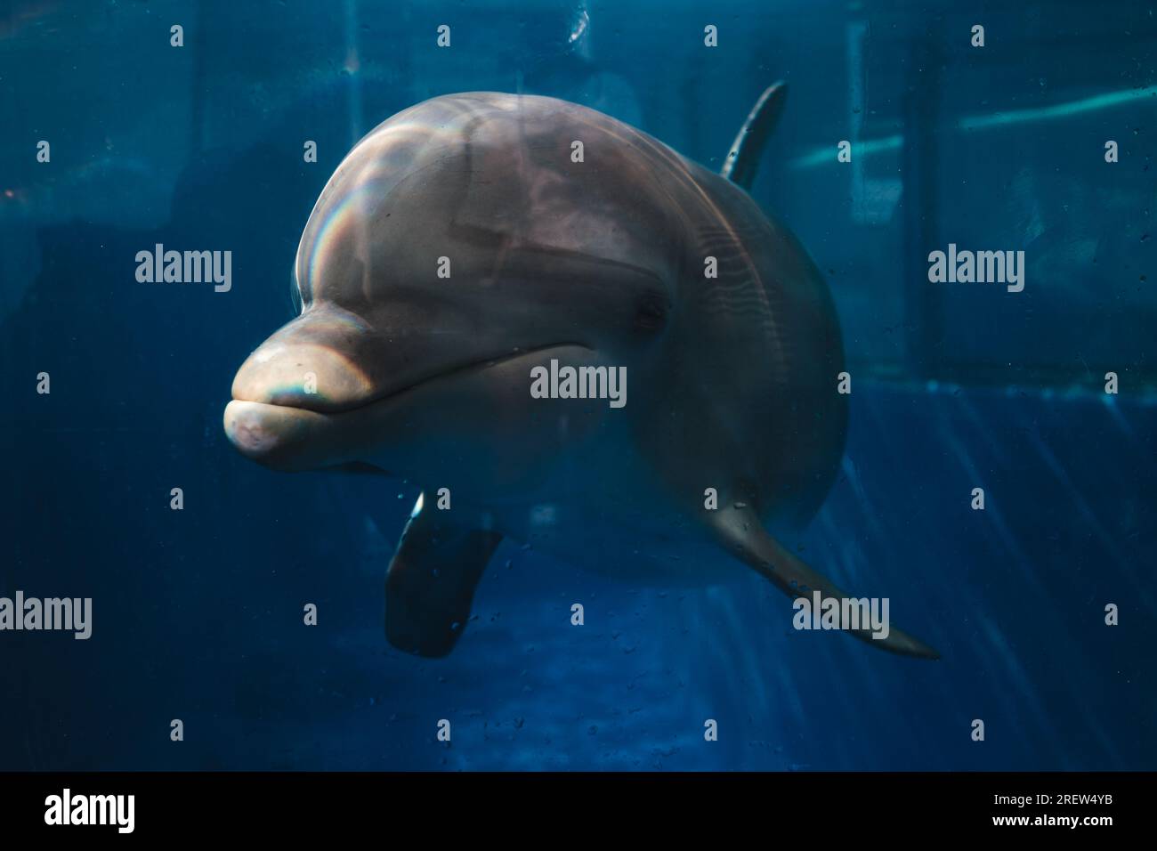 Through glass view of wild dolphin swimming underwater in deep blue ...