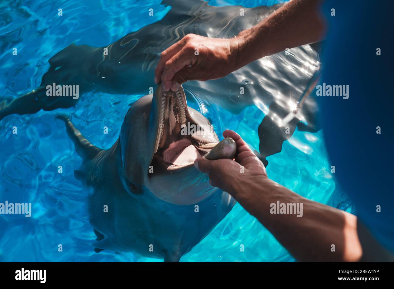 High angle of crop anonymous person checking dolphin teeth while ...