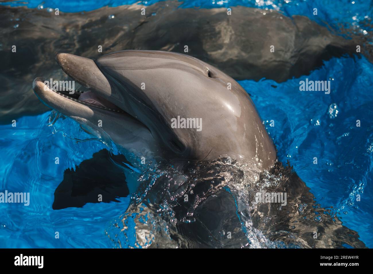 High angle of smiling grey dolphin chilling in clean transparent blue ...